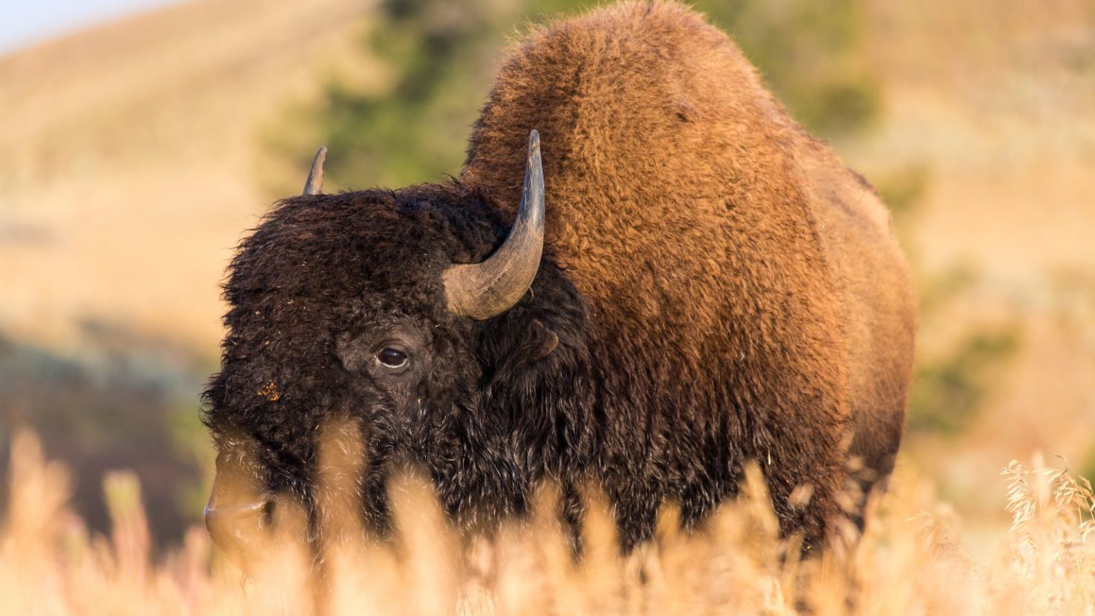 Yellowstone Turns 150 by Celebrating its Indigenous Heritage ...