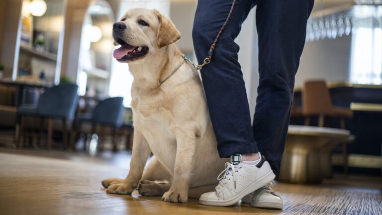 10 best pet-friendly resorts and hotels in the U.S. - FamilyVacationist