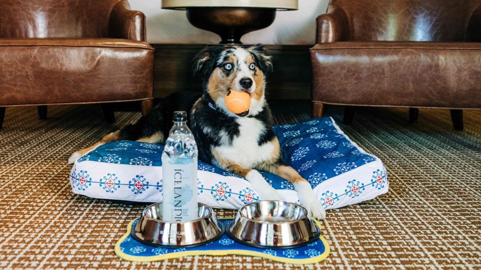 Traveling with your dog? These hotels will treat you and your pet like ...