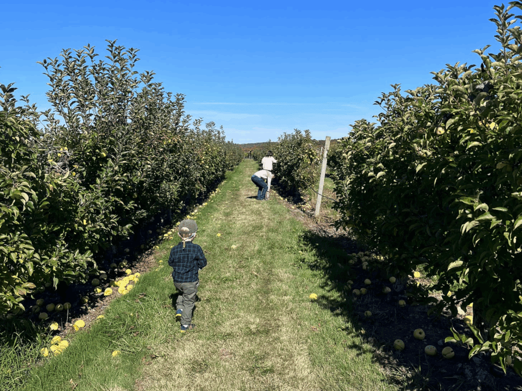 How to go apple picking with a toddler - FamilyVacationist